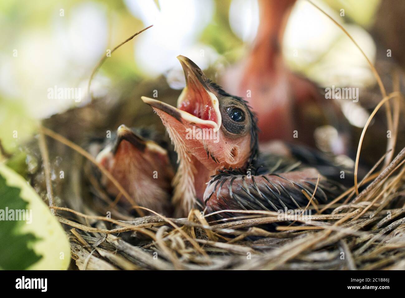 Nest of bulbul bird hi-res stock photography and images - Alamy