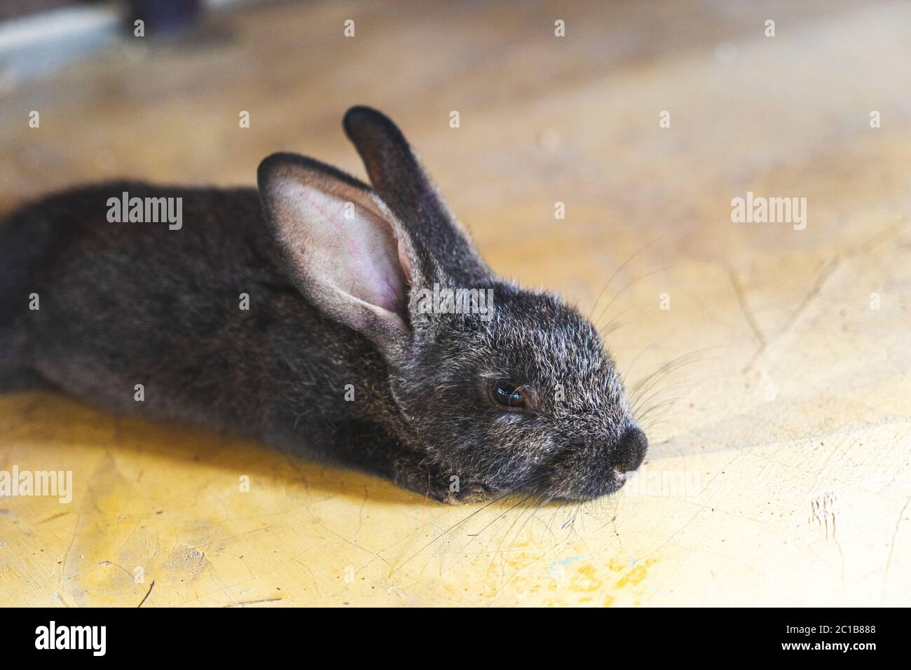 Baby carmen hi-res stock photography and images - Alamy
