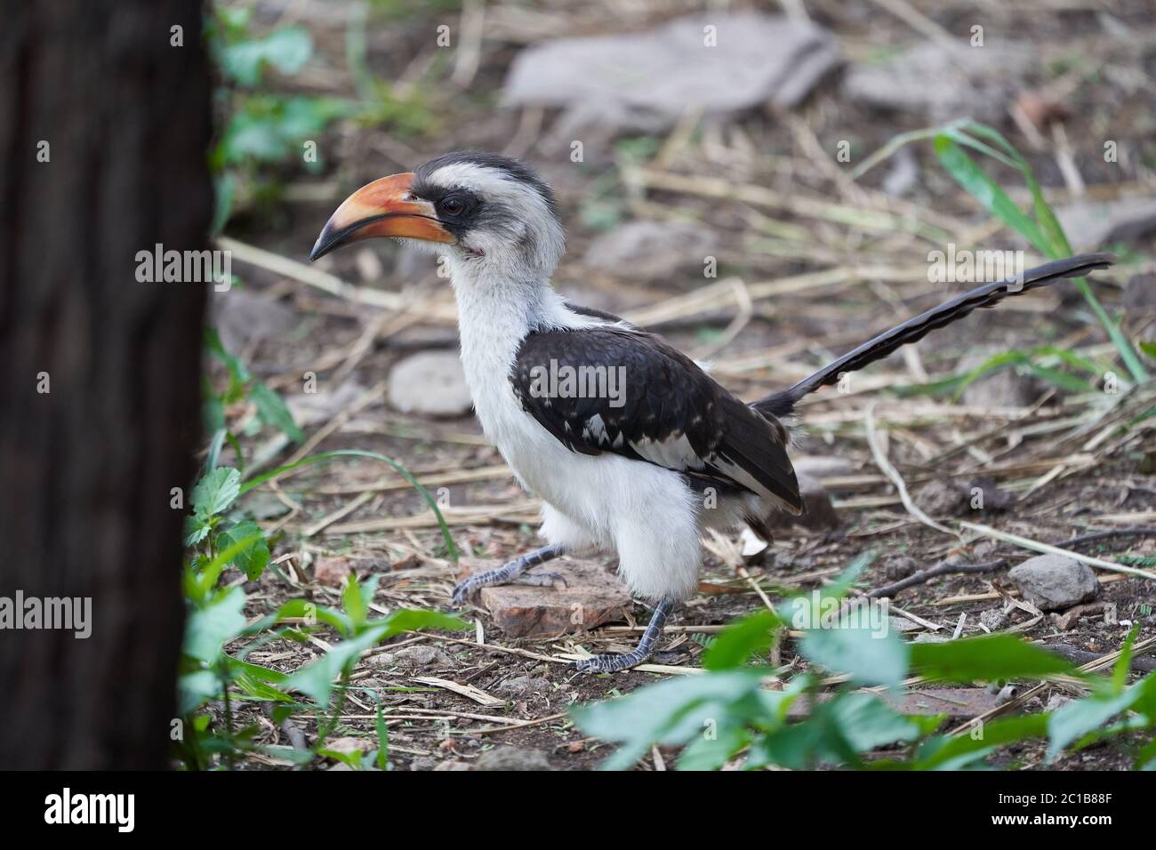 Northern Red Billed Hornbill Tockus Erythrorhynchus Portrait Africa ...