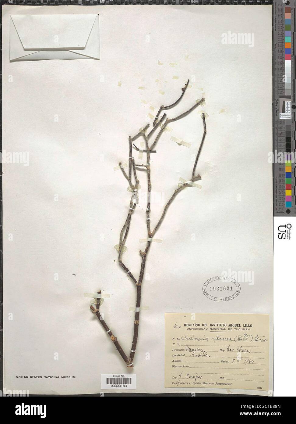 Bulnesia hi-res stock photography and images - Alamy