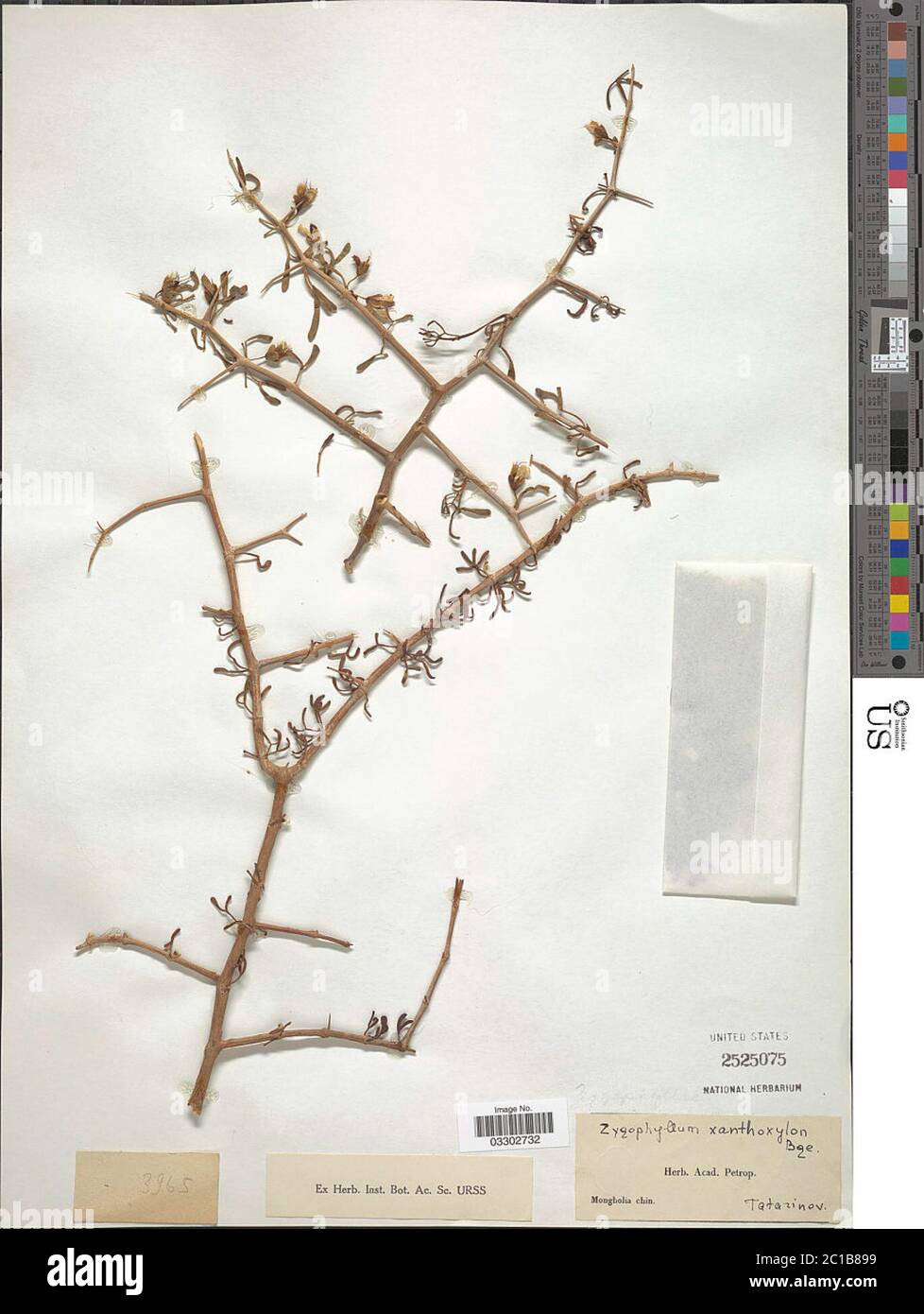 Xanthoxylum hi-res stock photography and images - Alamy