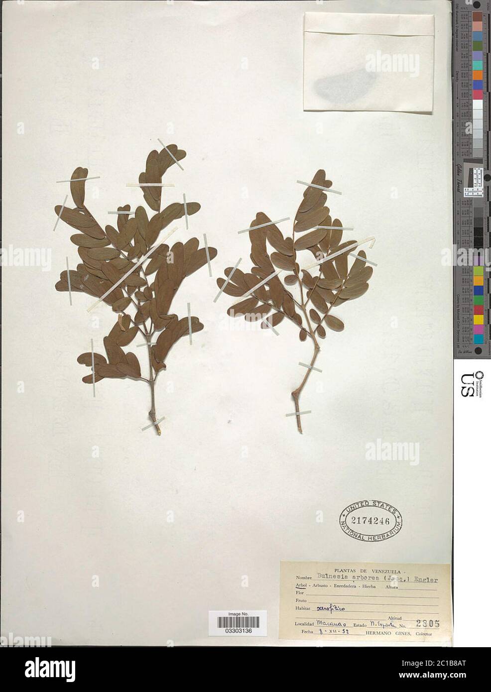 Bulnesia arborea Bulnesia arborea Stock Photo - Alamy