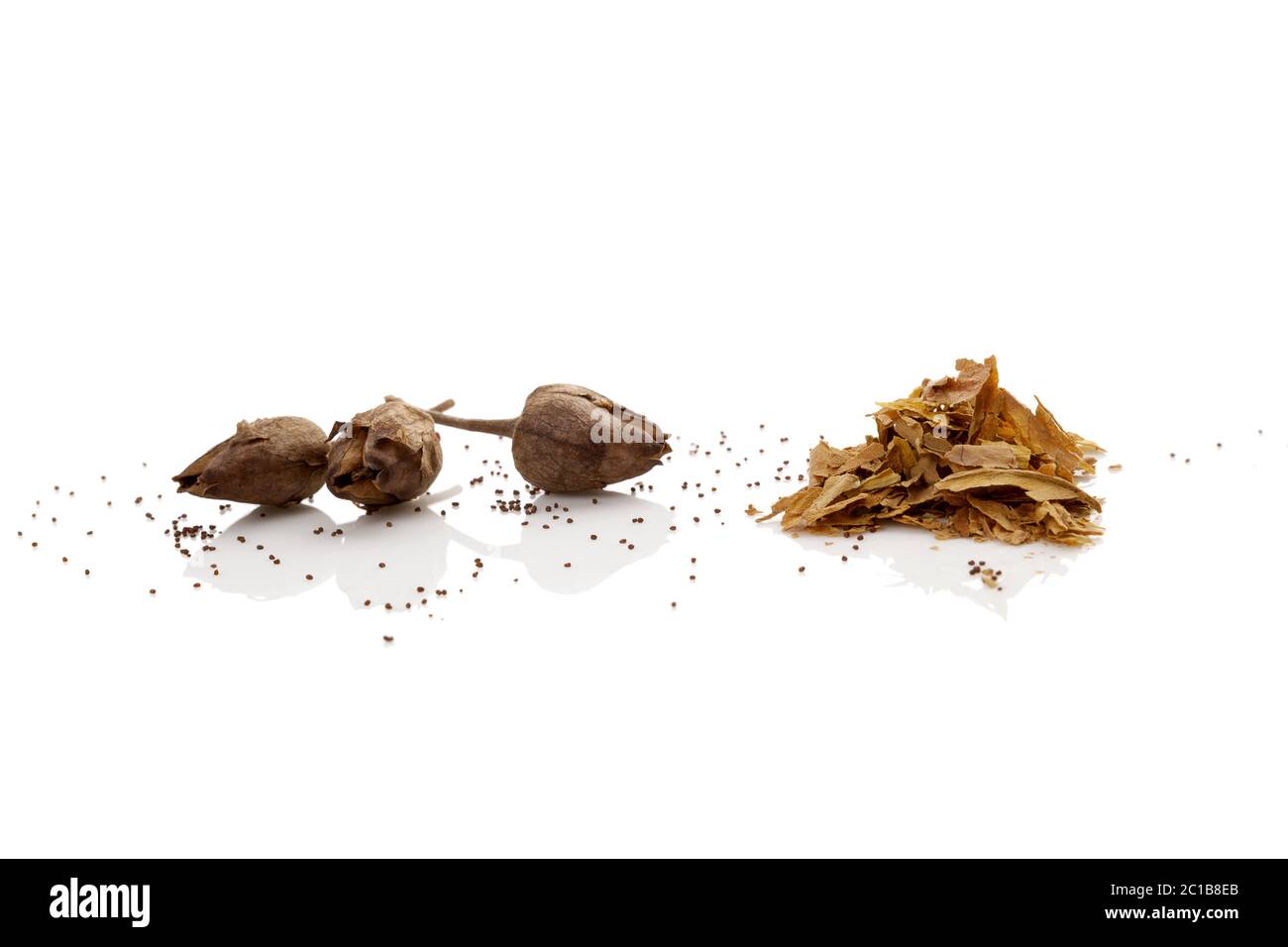 Dry tobacco seeds Stock Photo - Alamy