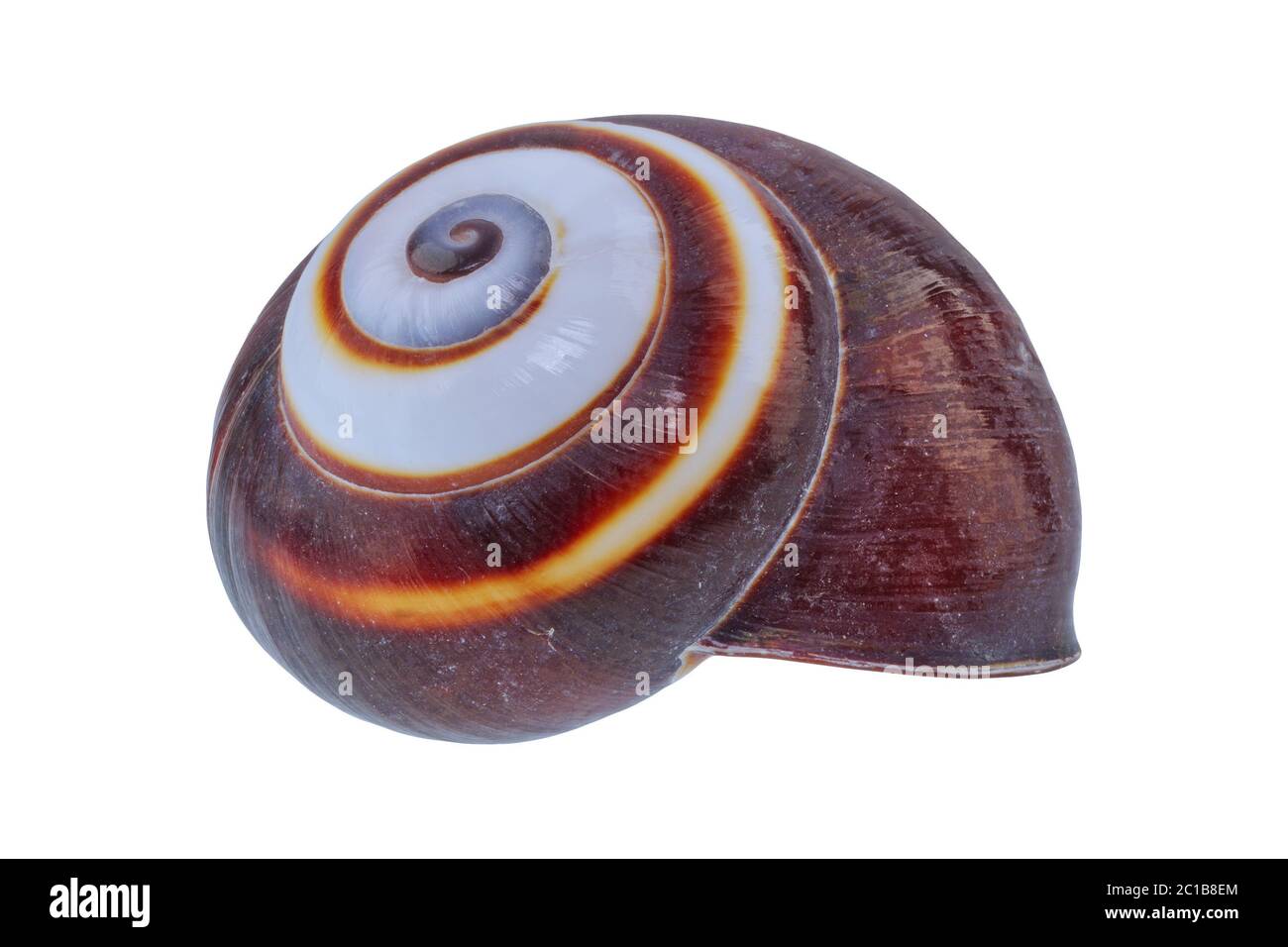 Snail shell isolated on a white background Stock Photo - Alamy