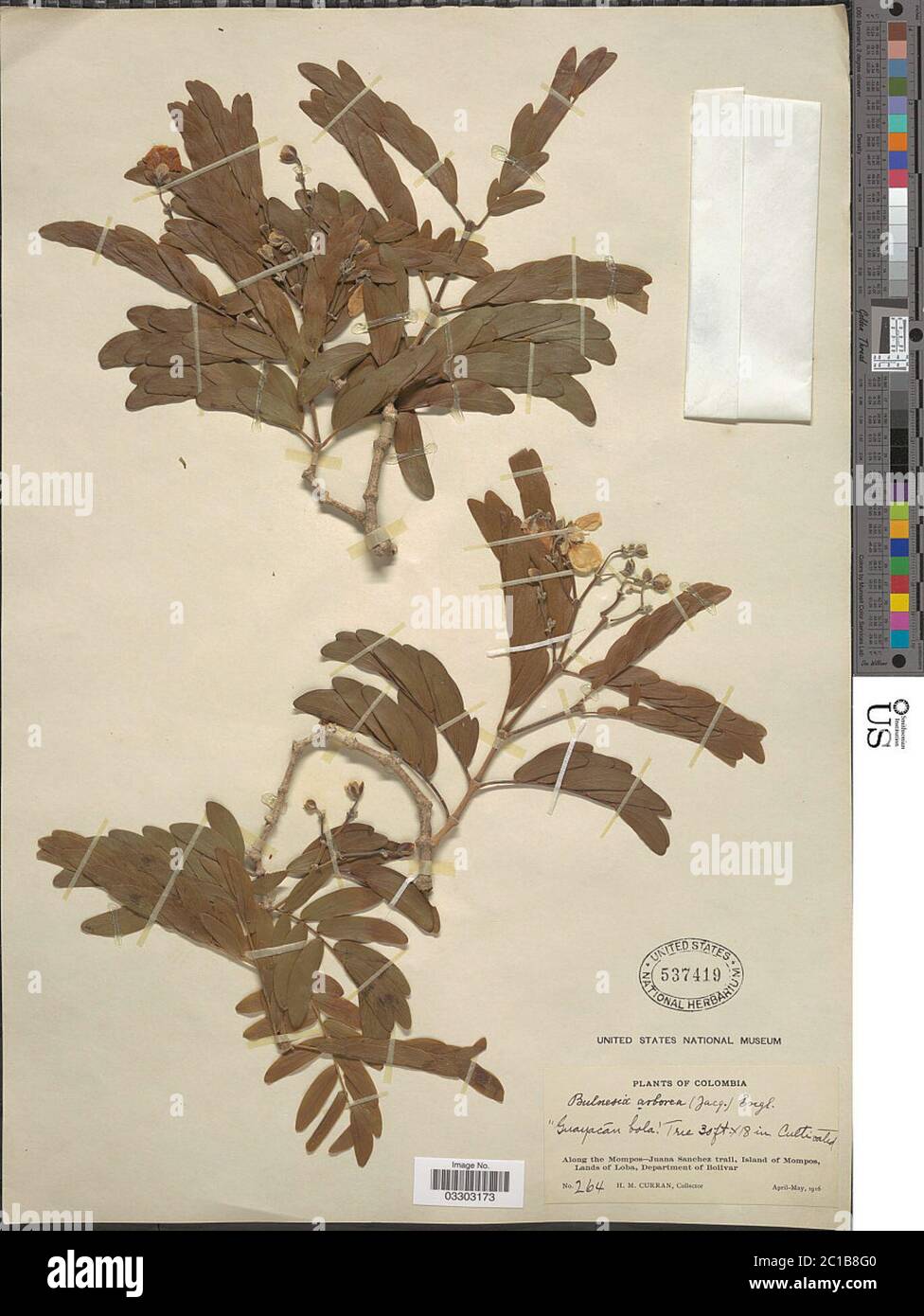 Bulnesia arborea Bulnesia arborea Stock Photo - Alamy