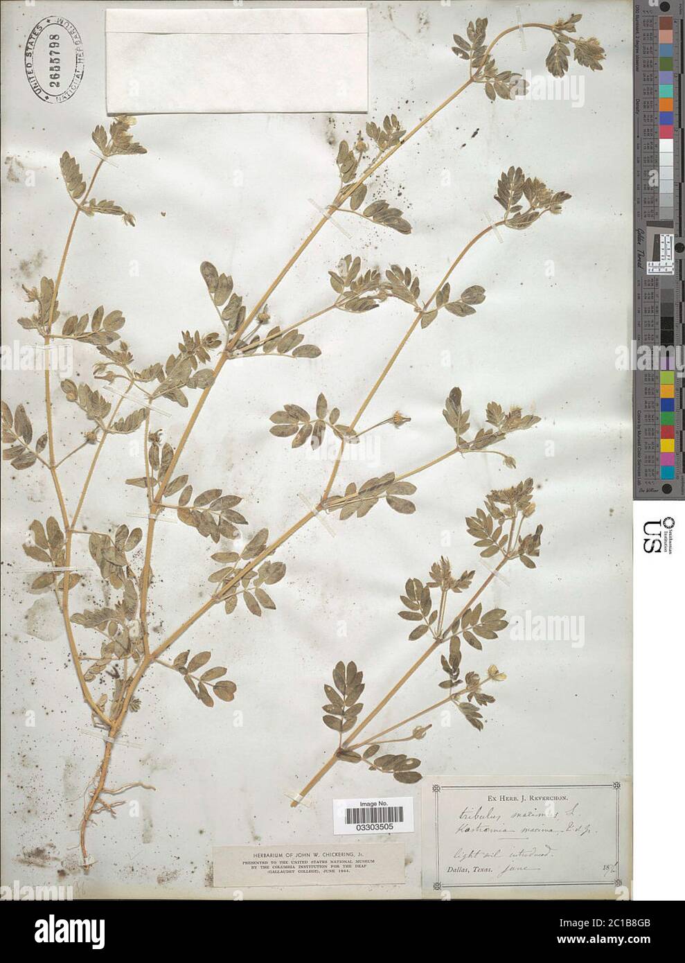 Tribulus maximus L Tribulus maximus L Stock Photo - Alamy