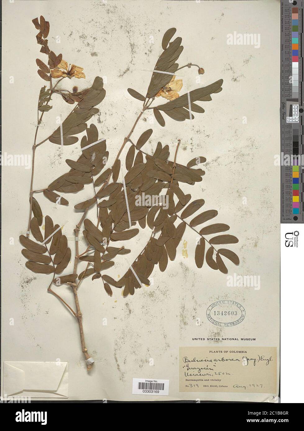 Bulnesia hi-res stock photography and images - Alamy