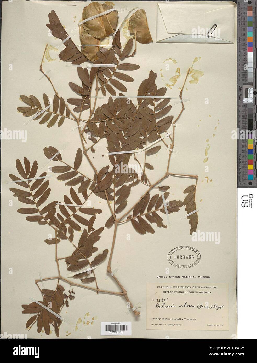 Bulnesia arborea Bulnesia arborea Stock Photo - Alamy