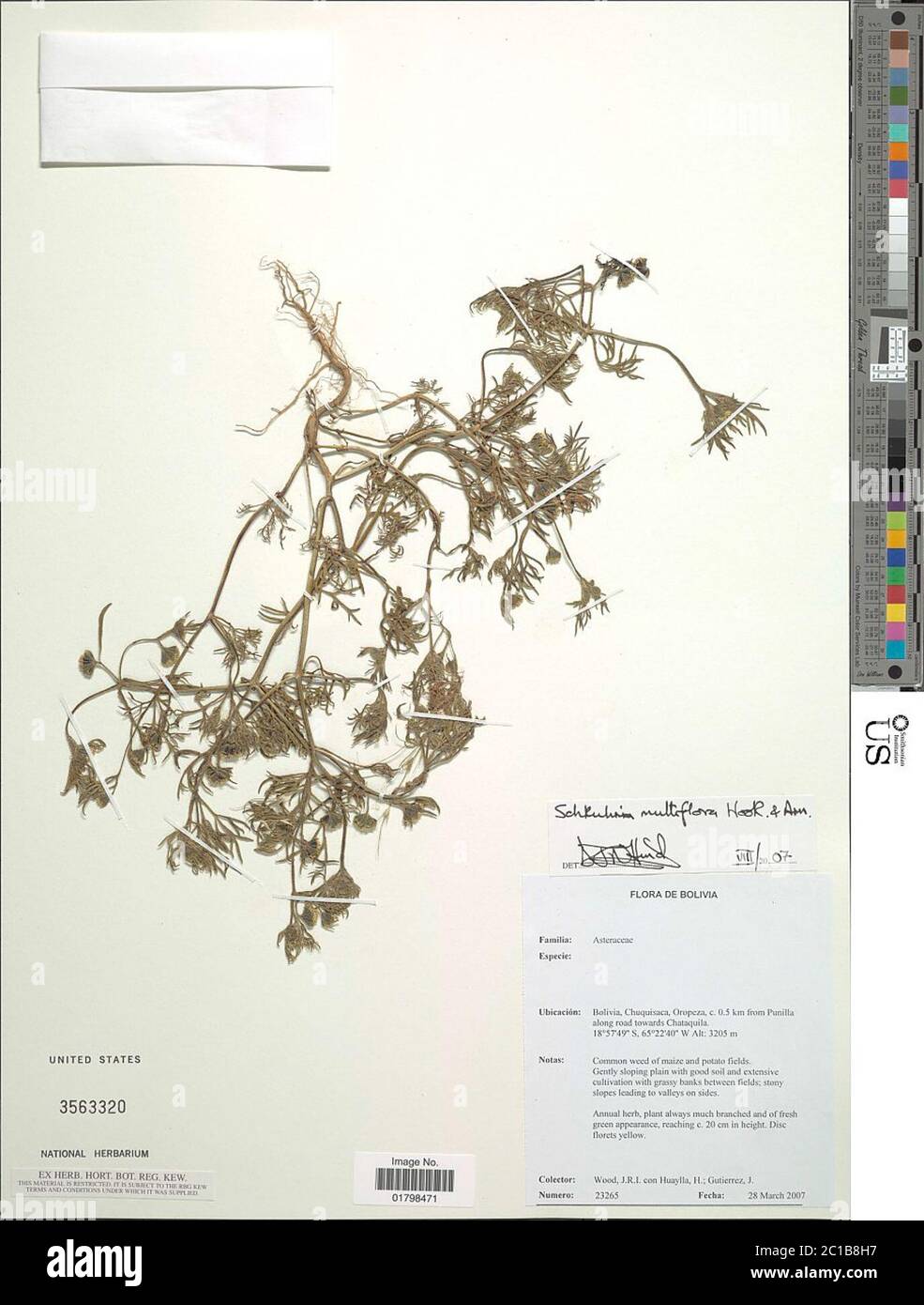 Schkuhria multiflora Hook Arn Schkuhria multiflora Hook Arn Stock Photo ...