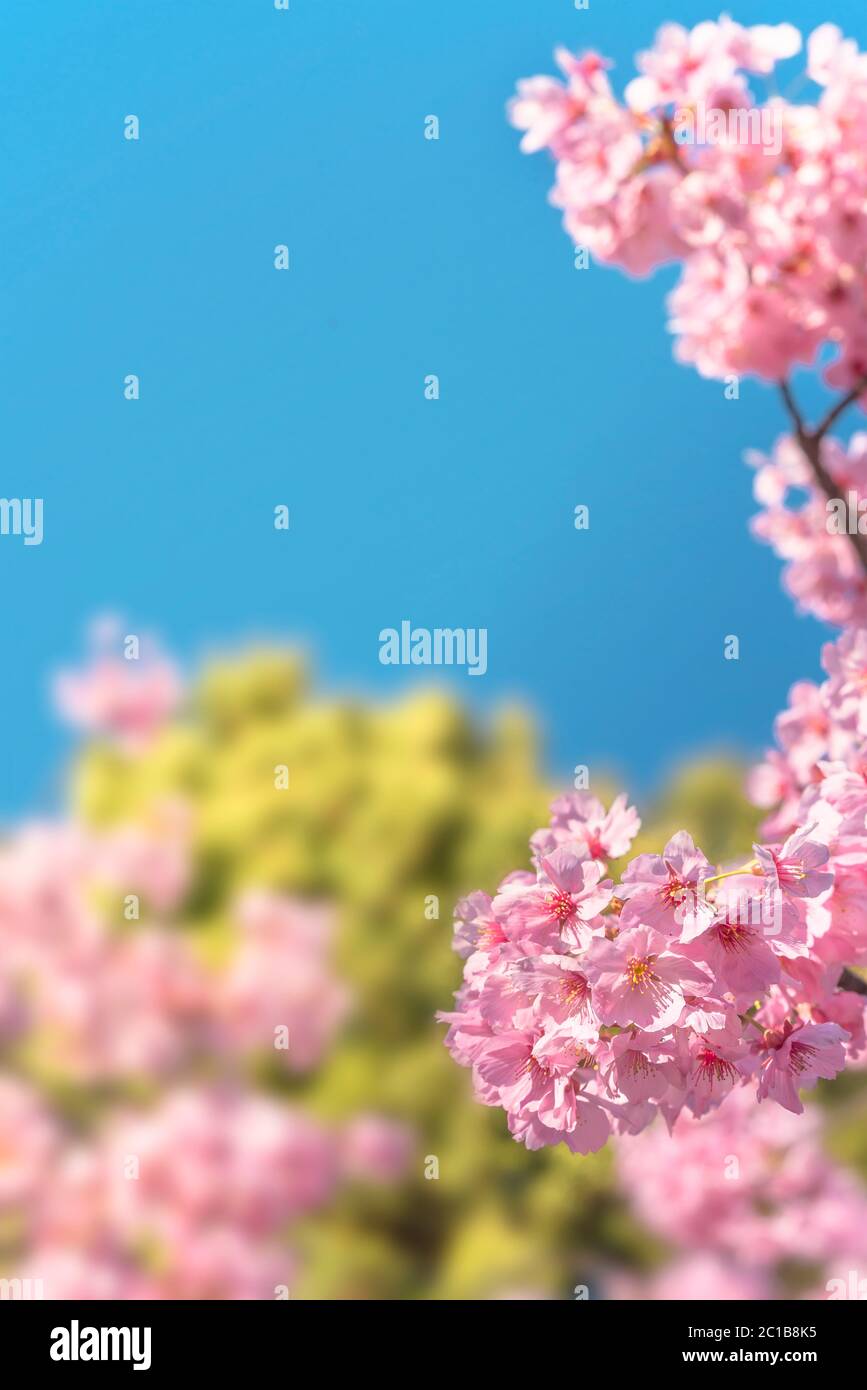 Close-up on a pink japanese sato-zakura or prunus serrulata Kanzan ...