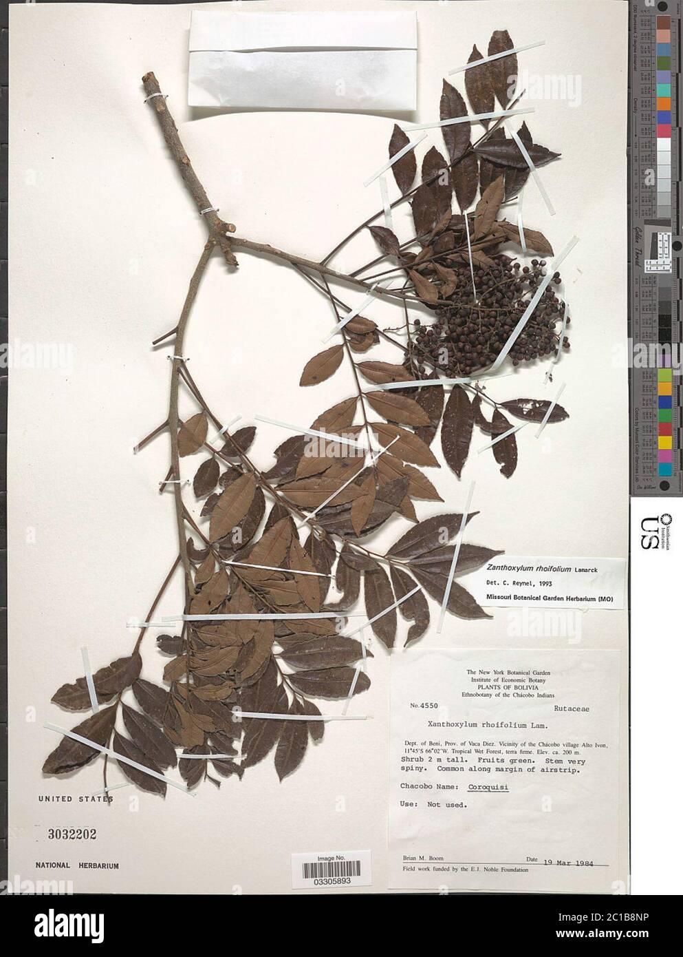 Zanthoxylum rhoifolium hi-res stock photography and images - Alamy