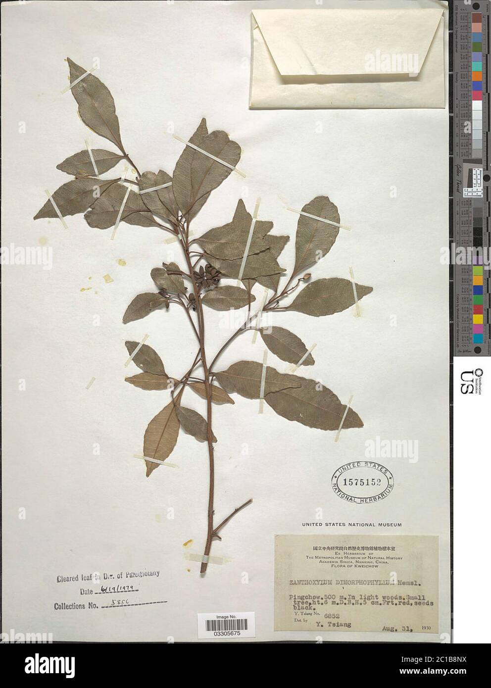 Zanthoxylum dimorphophyllum Hemsl Zanthoxylum dimorphophyllum Hemsl ...