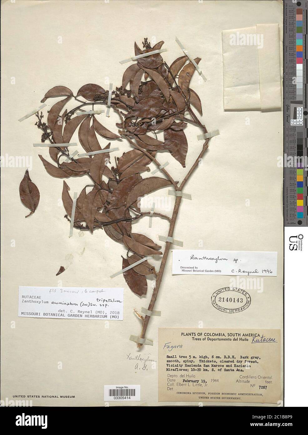 Tripetalum hi-res stock photography and images - Alamy