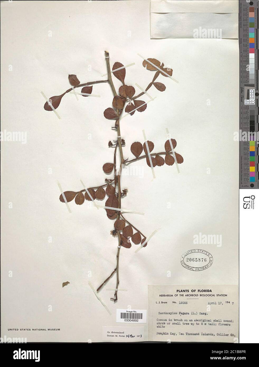 Fagara hi-res stock photography and images - Alamy