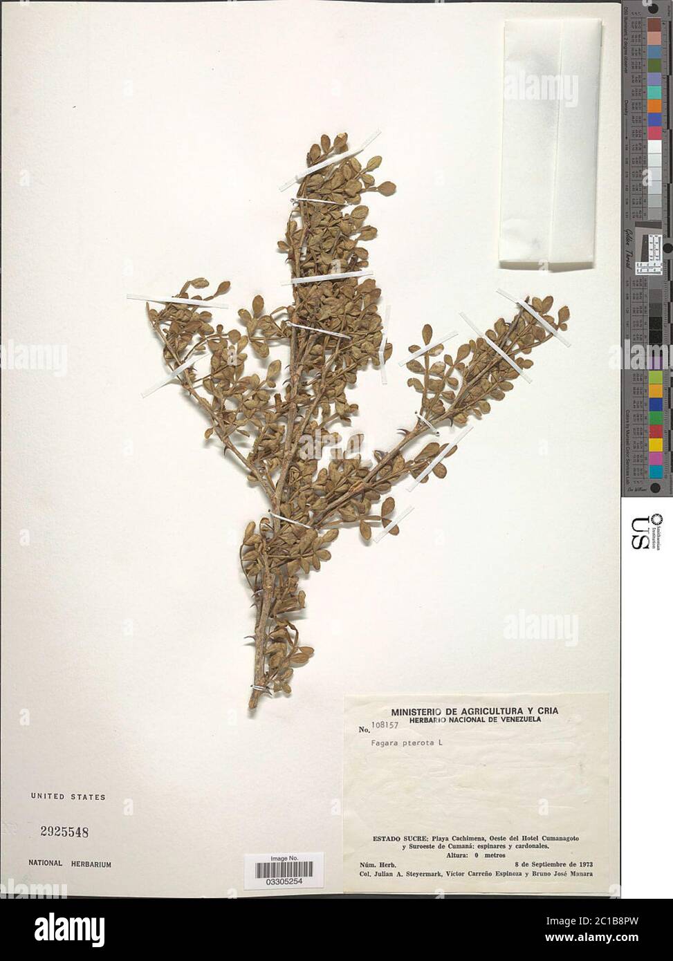 Fagara hi-res stock photography and images - Alamy