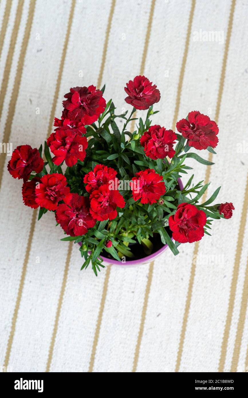 Red carnation carnations isolated hi-res stock photography and images ...