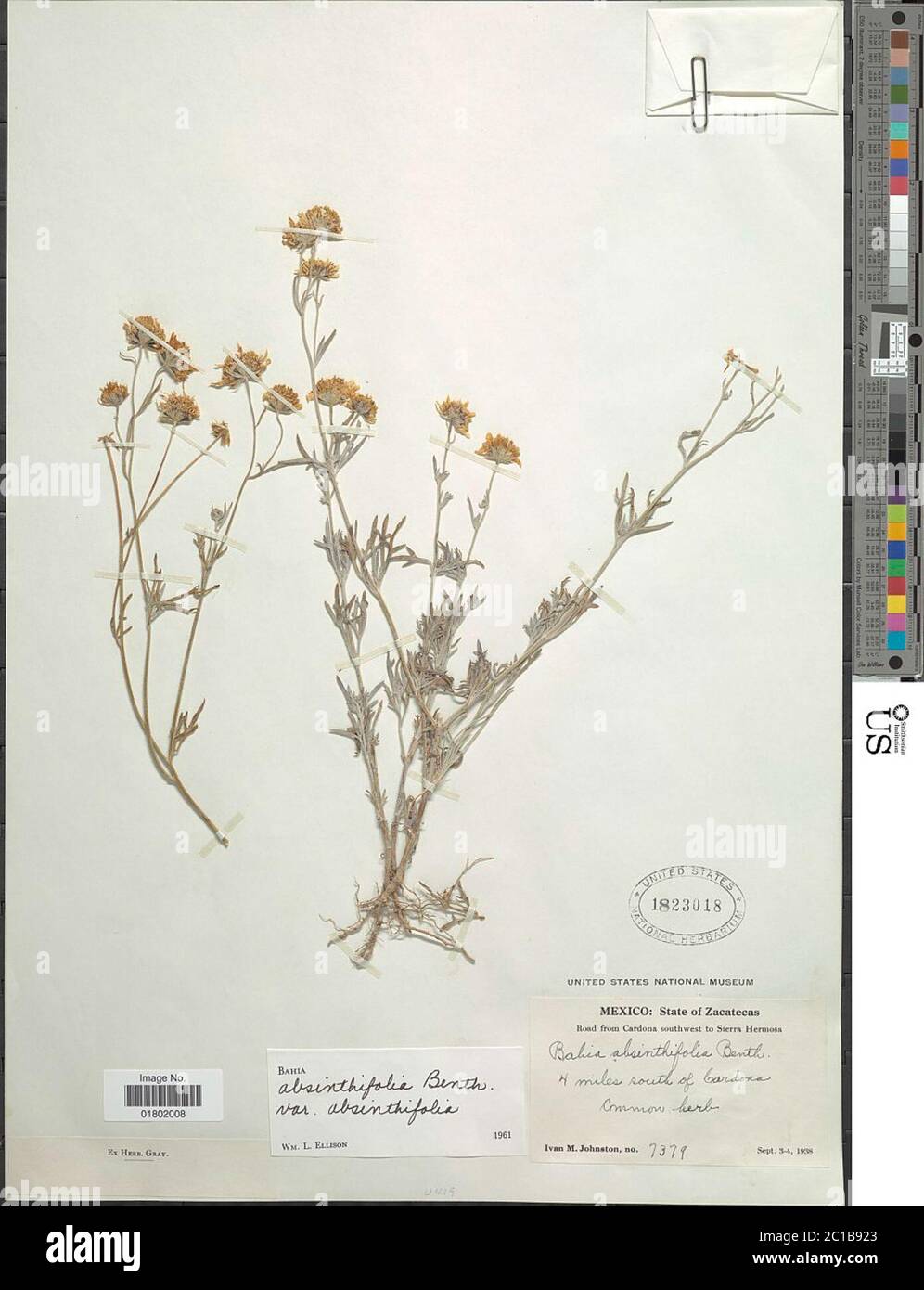 Bahia absinthifolia Benth Bahia absinthifolia Benth Stock Photo - Alamy