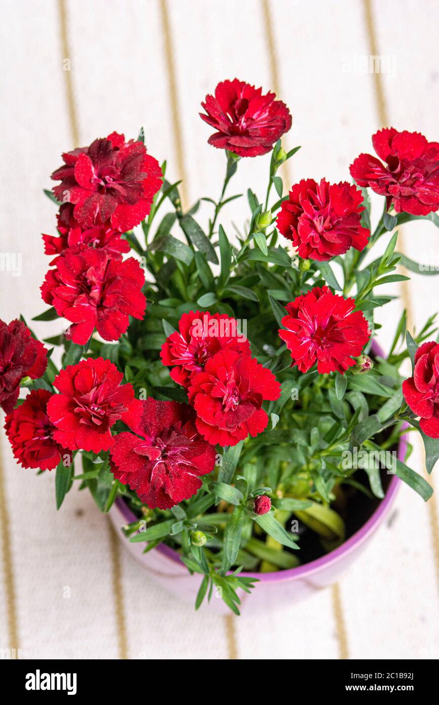 Decoration in red pot hi-res stock photography and images - Alamy