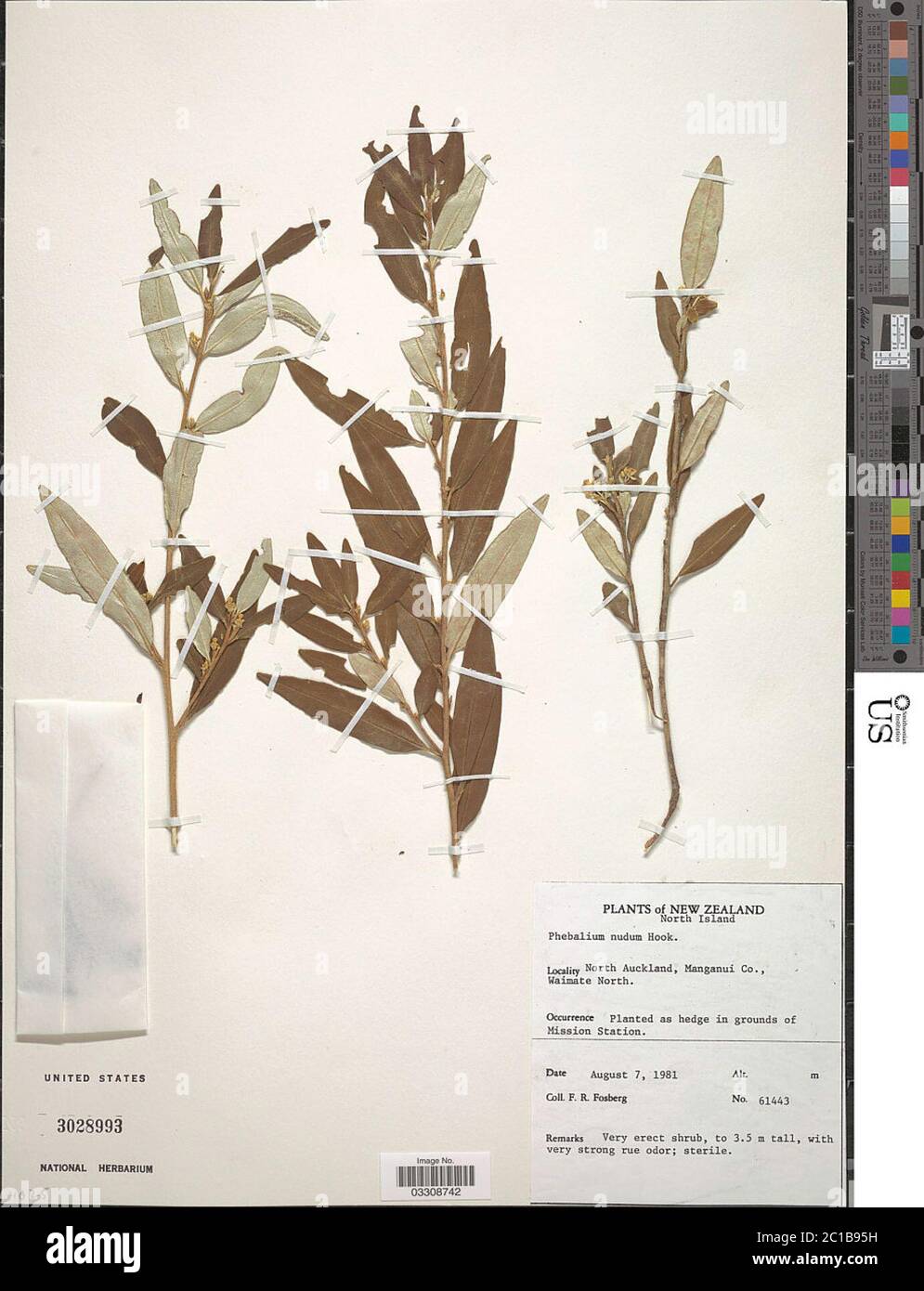 Phebalium hi-res stock photography and images - Alamy