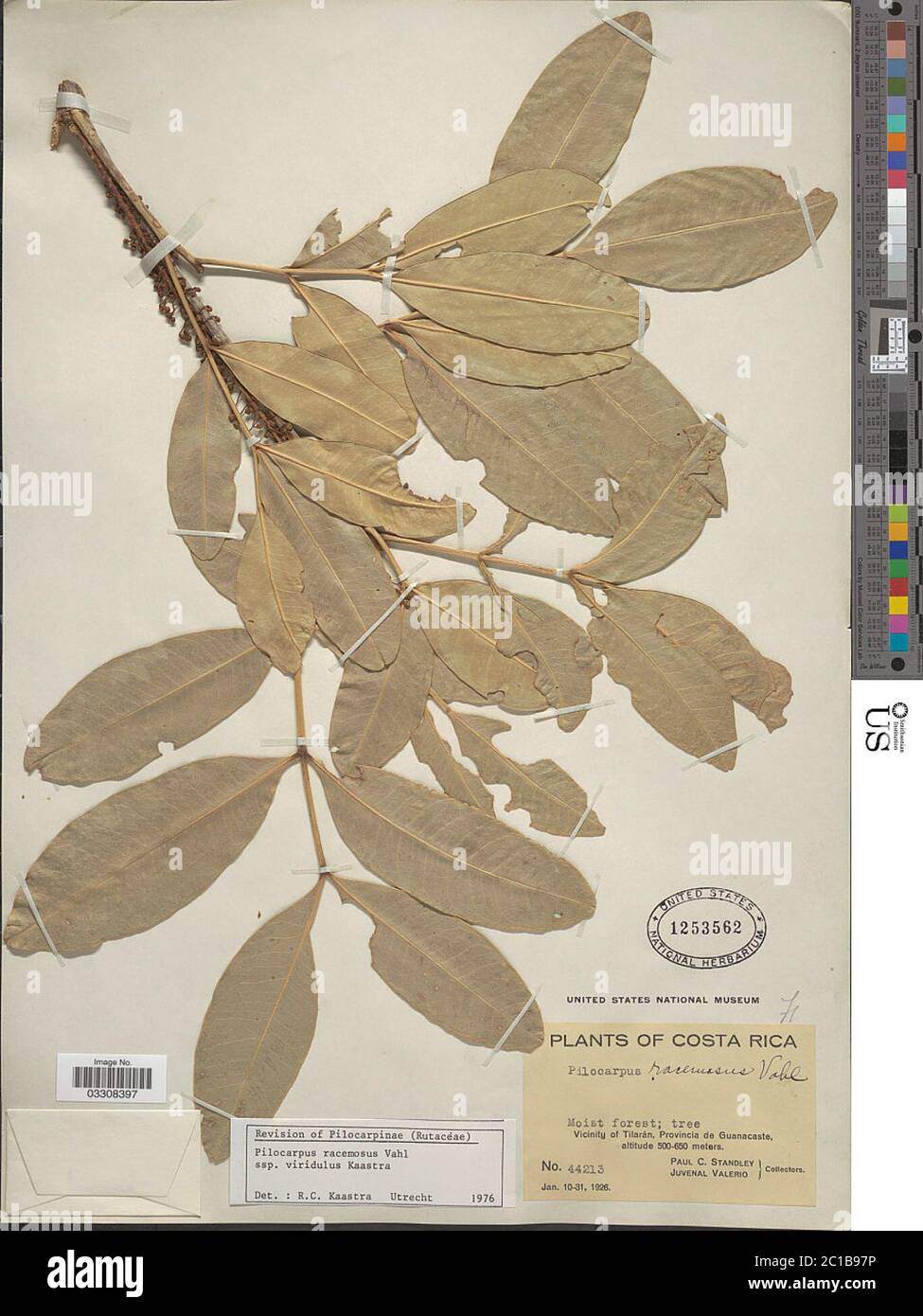 Pilocarpus racemosus subsp viridulus Kaastra Pilocarpus racemosus subsp ...