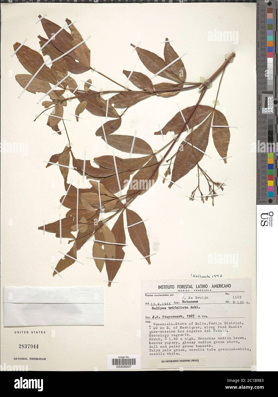 Galipea trifoliata Galipea trifoliata Stock Photo - Alamy