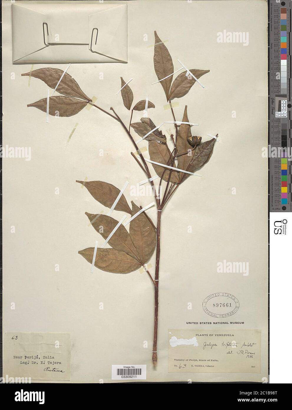 Galipea hi-res stock photography and images - Alamy