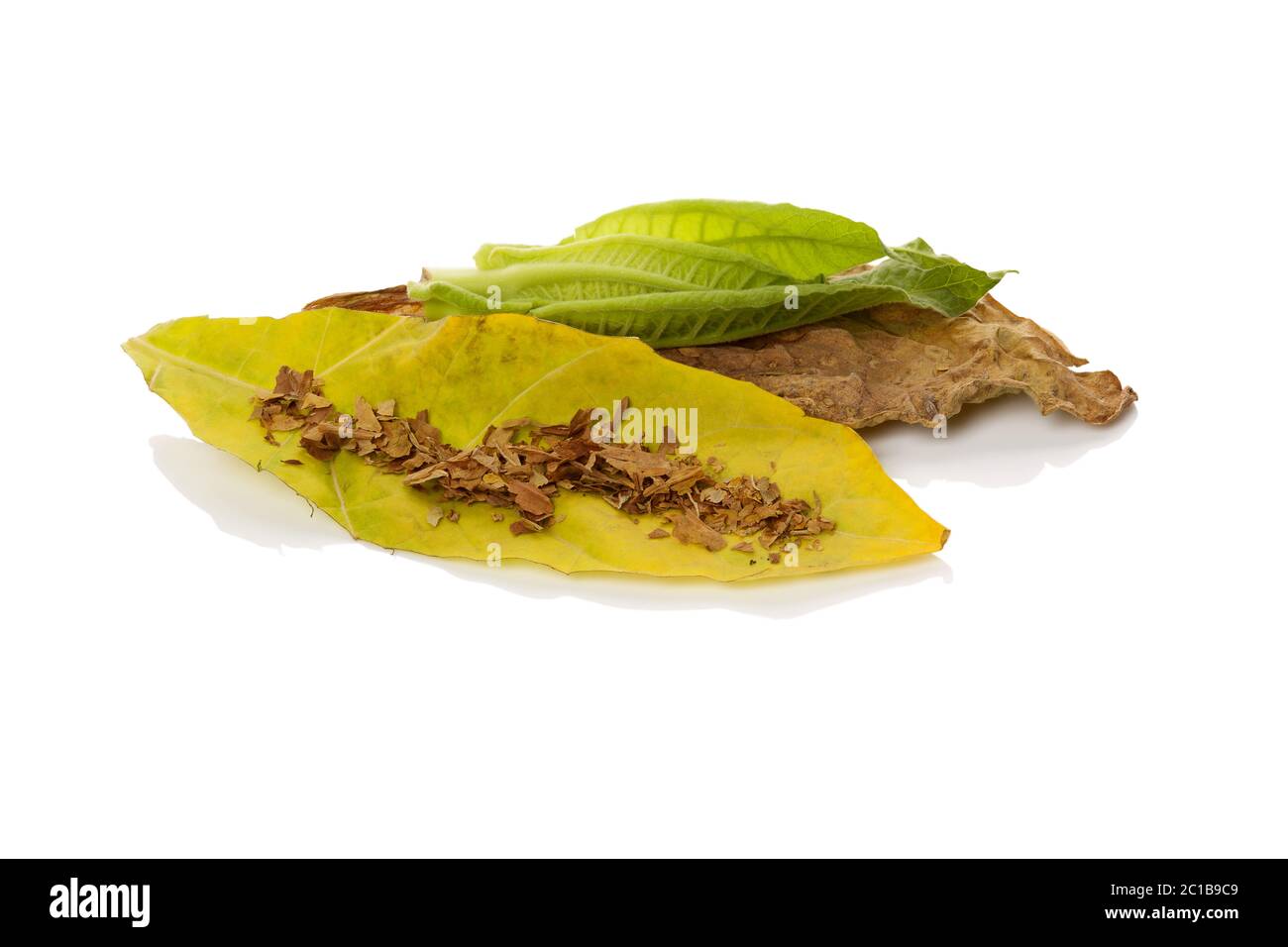 Tobacco plantation fresh Cut Out Stock Images & Pictures - Alamy