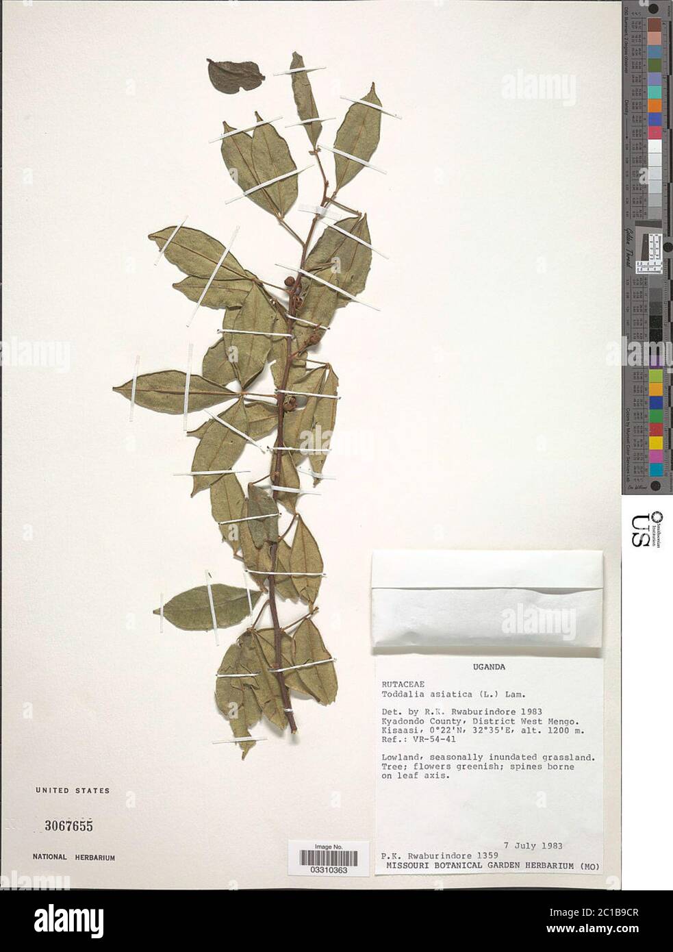 Toddalia asiatica L Lam Toddalia asiatica L Lam Stock Photo - Alamy