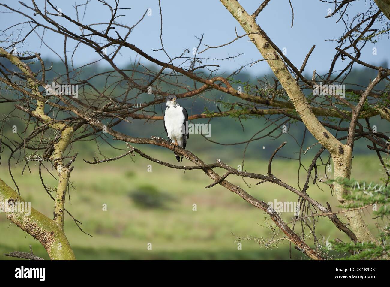 Augur buzzard Couple Buteo augurarge African bird of prey with catch ...