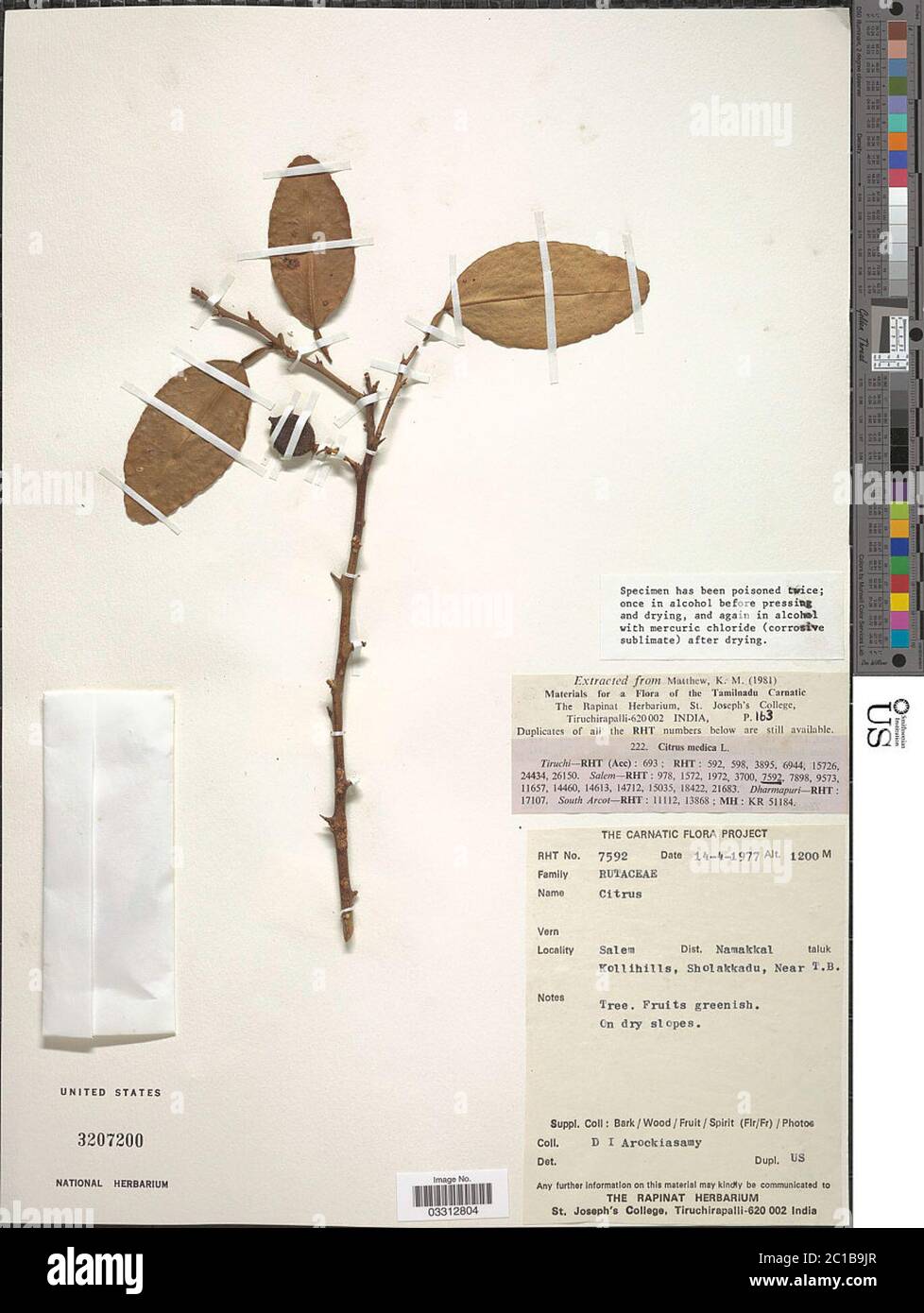 Citrus sp Citrus sp Stock Photo - Alamy