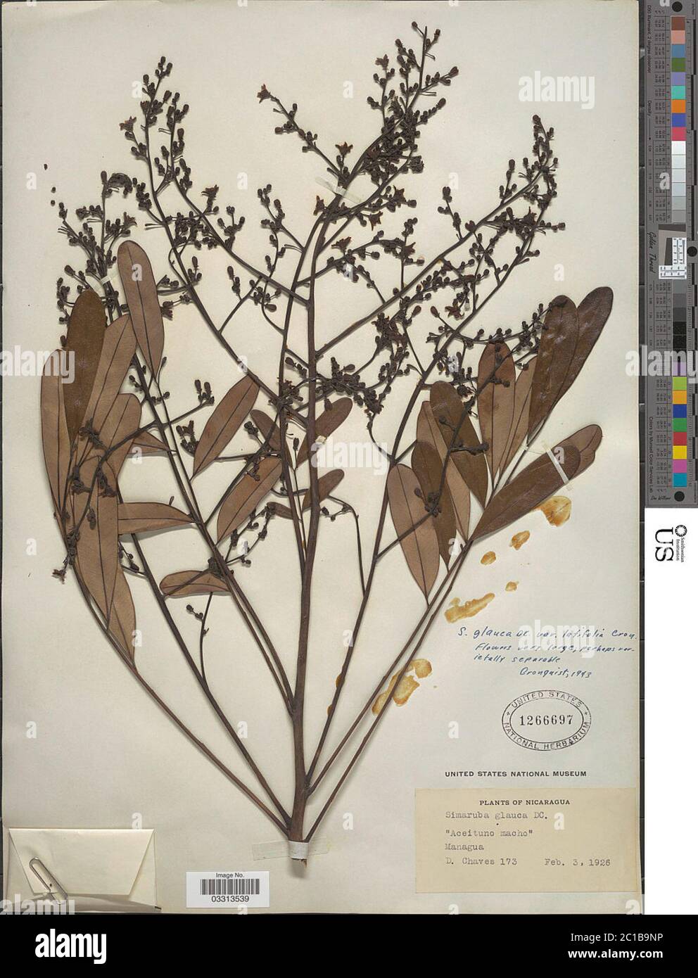 Simarouba glauca hi-res stock photography and images - Alamy