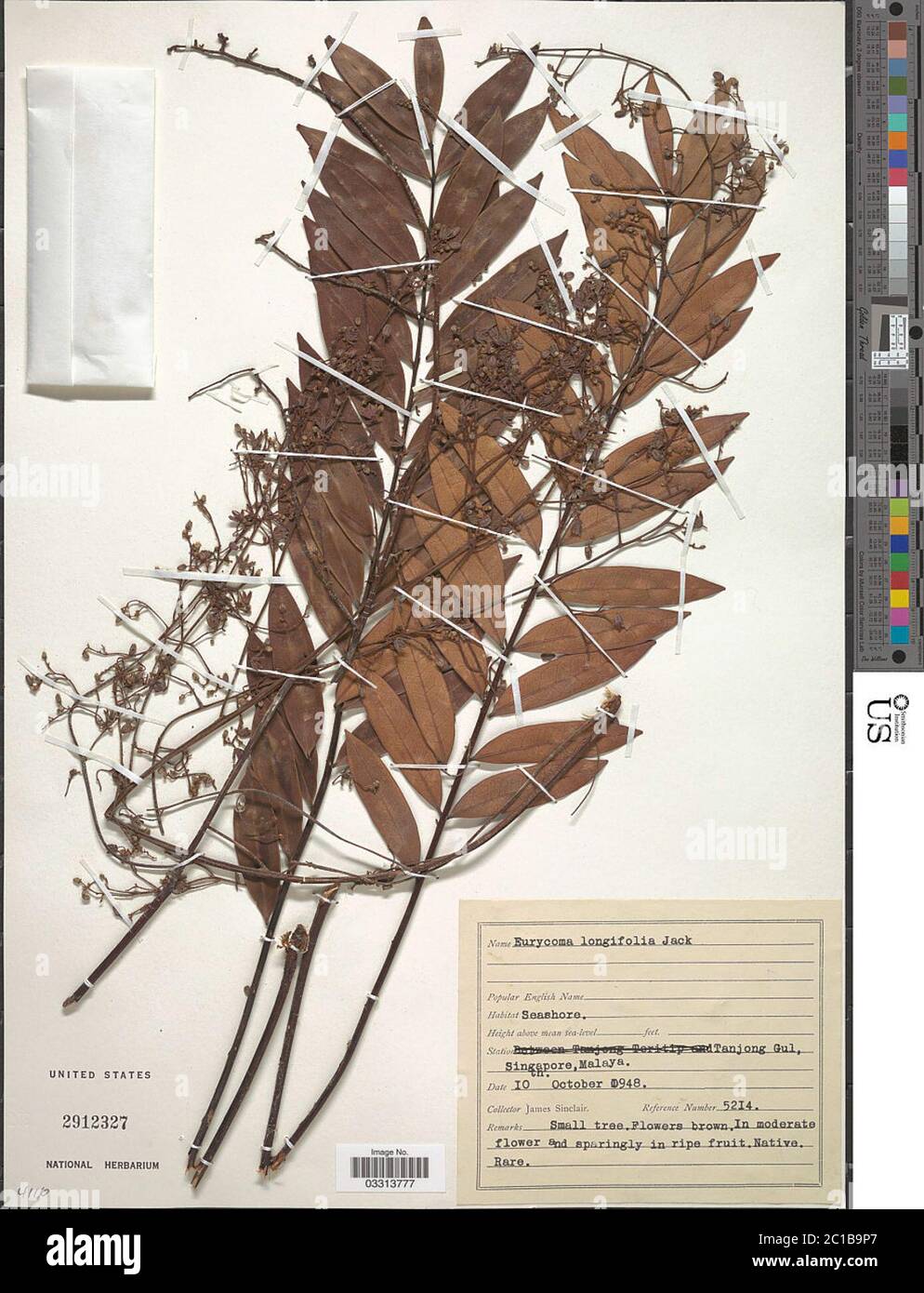 Eurycoma Longifolia High Resolution Stock Photography and Images - Alamy