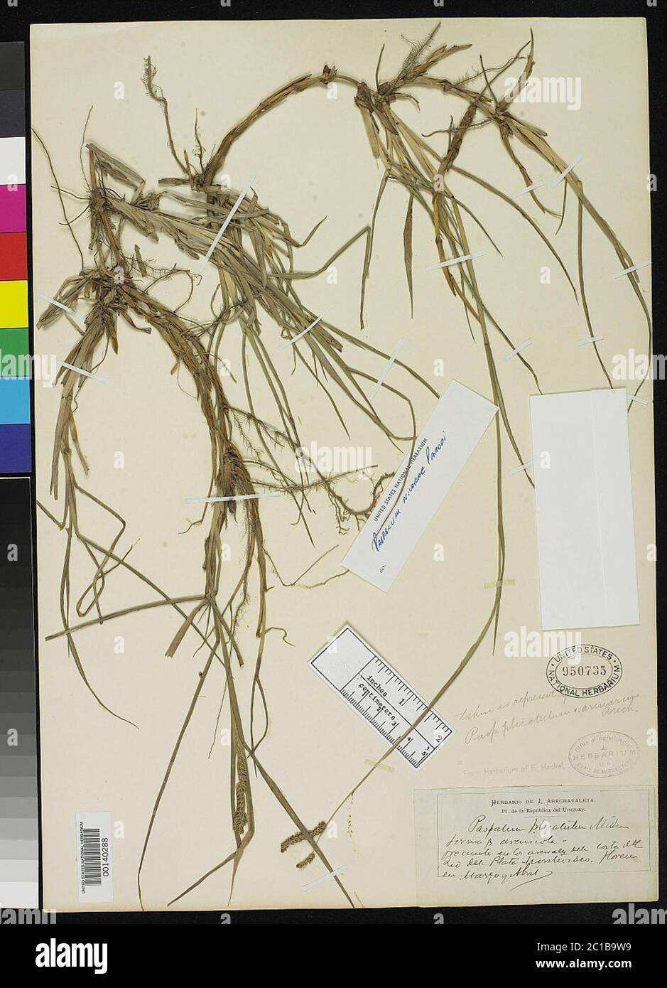 Plant paspalum arenarium hi-res stock photography and images - Alamy