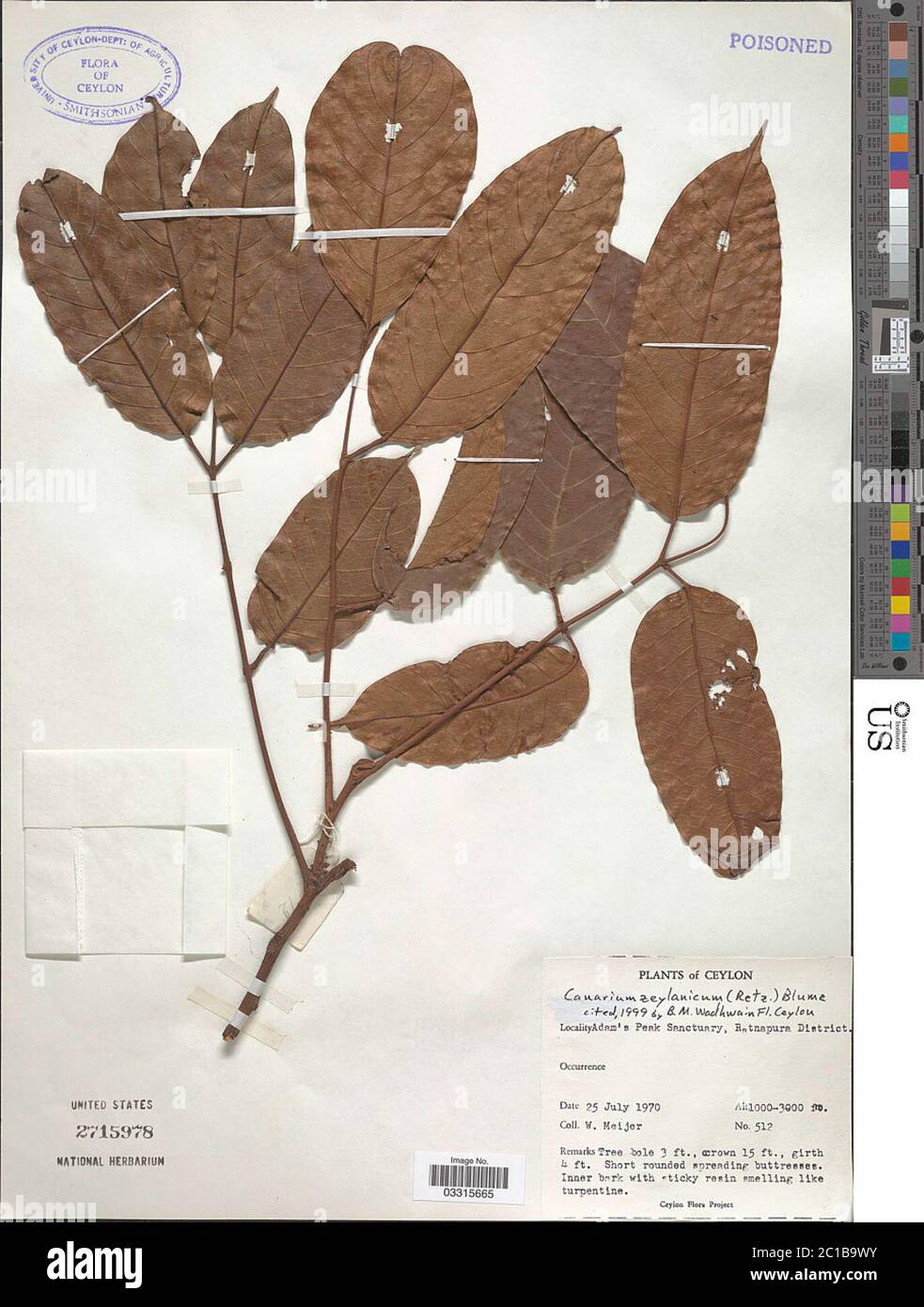 Canarium zeylanicum Canarium zeylanicum Stock Photo - Alamy