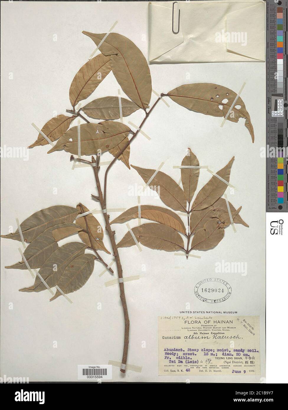 Canarium album Leenh Canarium album Leenh Stock Photo - Alamy