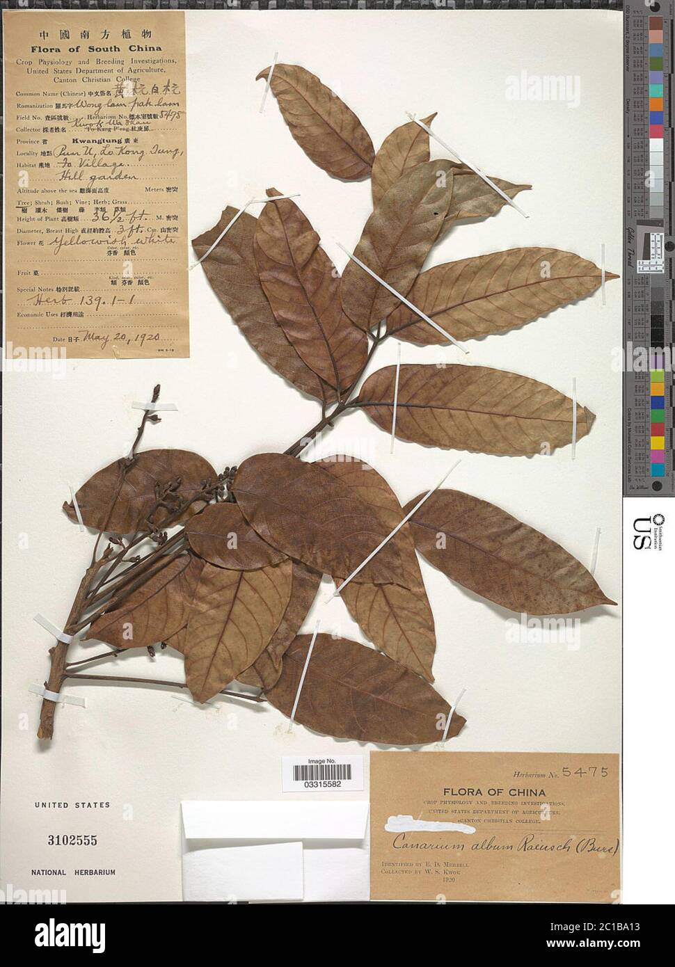 Canarium Album High Resolution Stock Photography and Images - Alamy