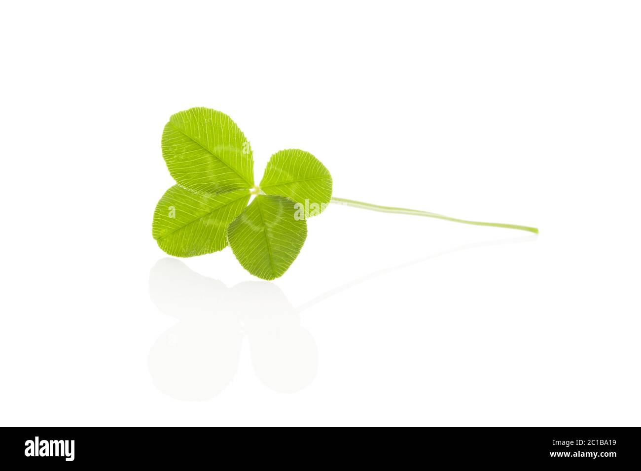 Healthy trefoil flower Stock Photo - Alamy
