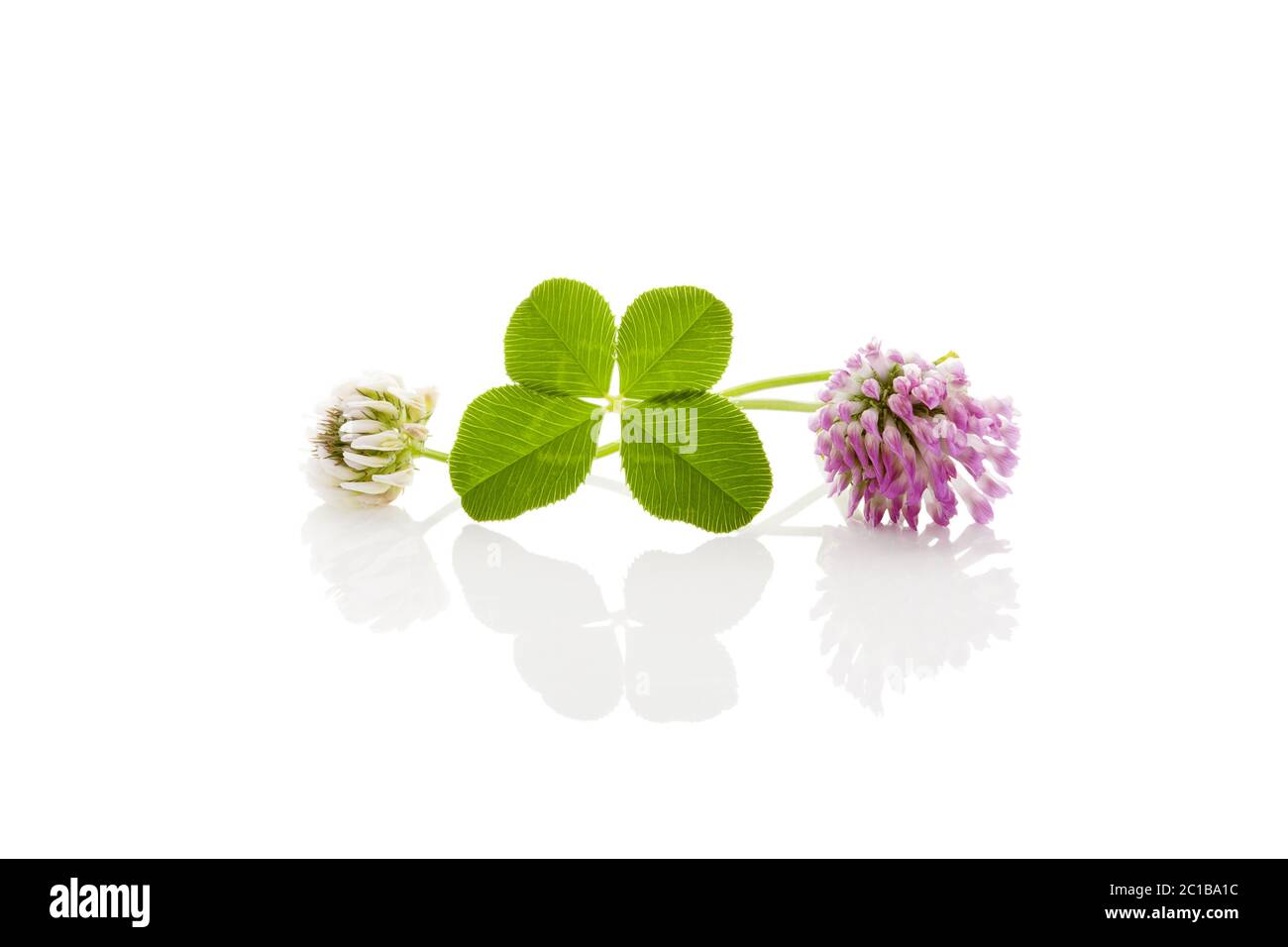 Clover leaf isolated Stock Photo - Alamy