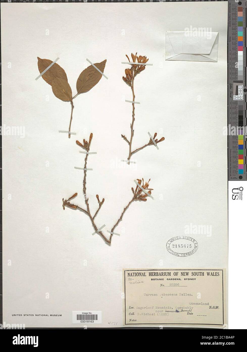 Turraea High Resolution Stock Photography and Images - Alamy