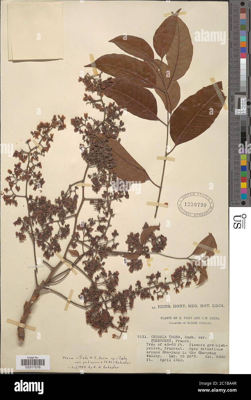 Toona ciliata M Roem Toona ciliata M Roem Stock Photo - Alamy