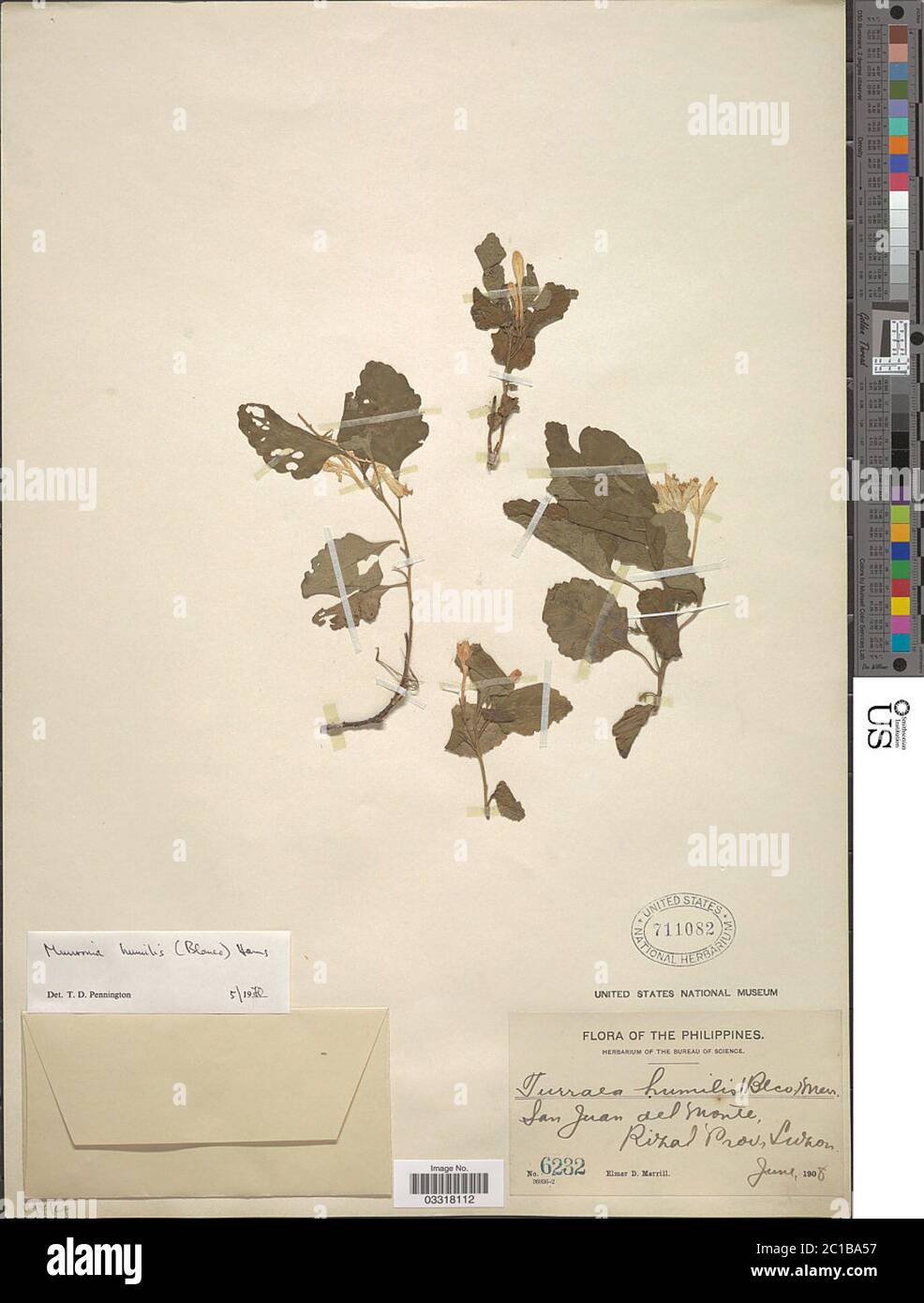 Munronia humilis Blanco Harms Munronia humilis Blanco Harms Stock Photo ...