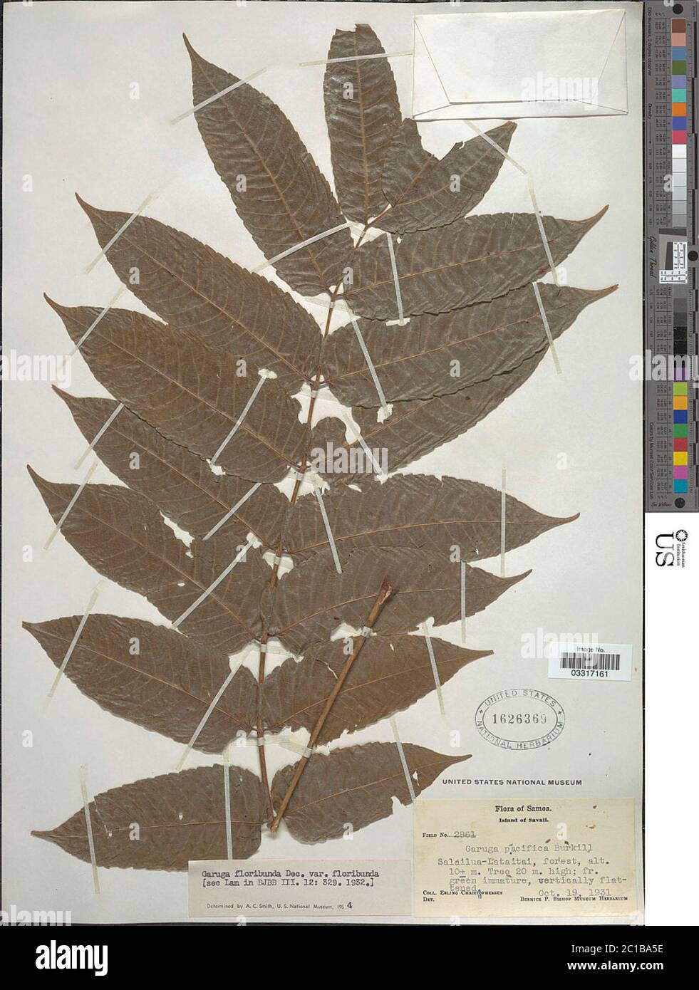 Garuga hi-res stock photography and images - Alamy