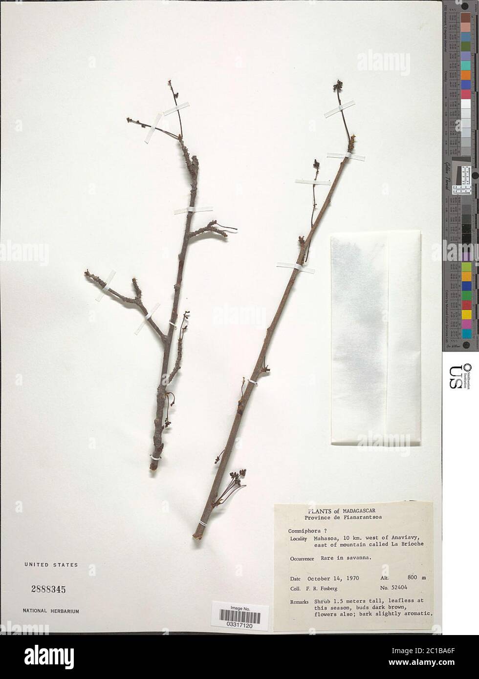 Commiphora sp Commiphora sp Stock Photo - Alamy