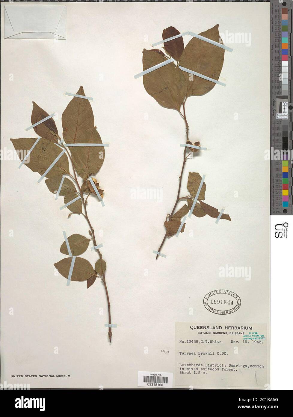 Turraea hi-res stock photography and images - Alamy