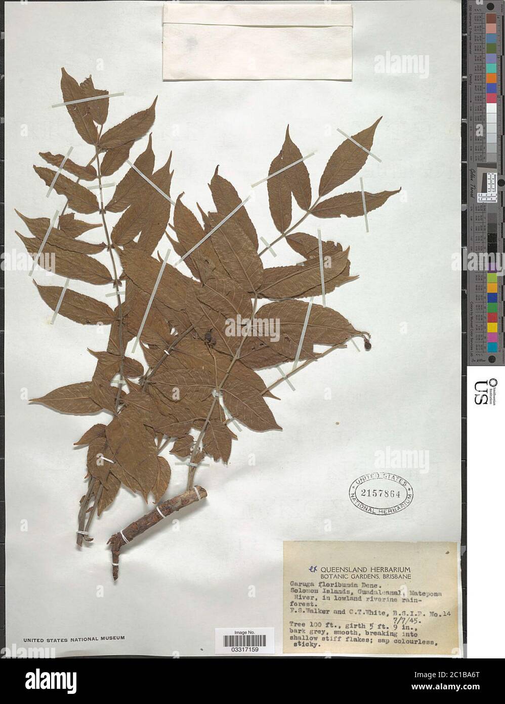 Garuga hi-res stock photography and images - Alamy