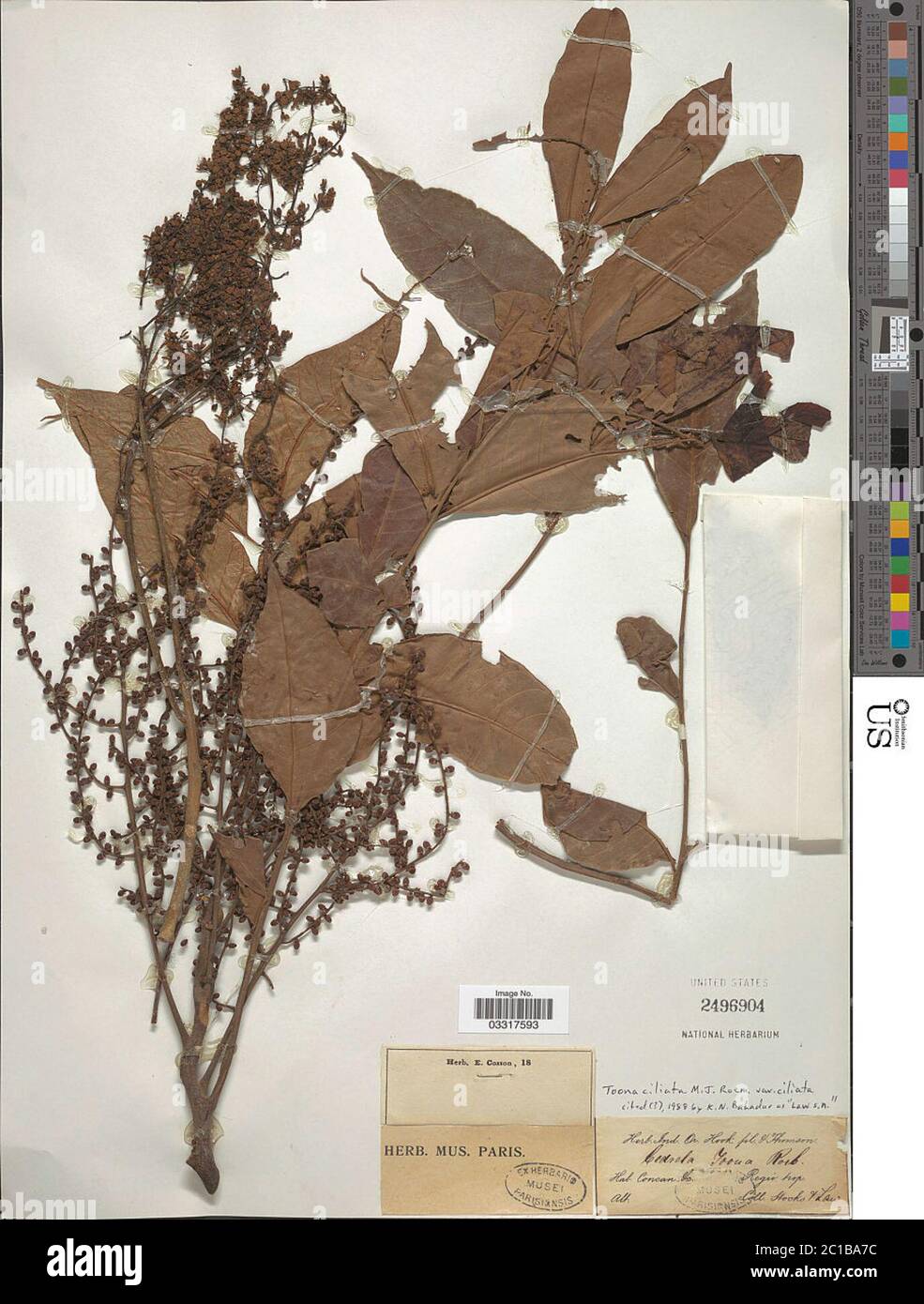 Toona ciliata M Roem Toona ciliata M Roem Stock Photo - Alamy