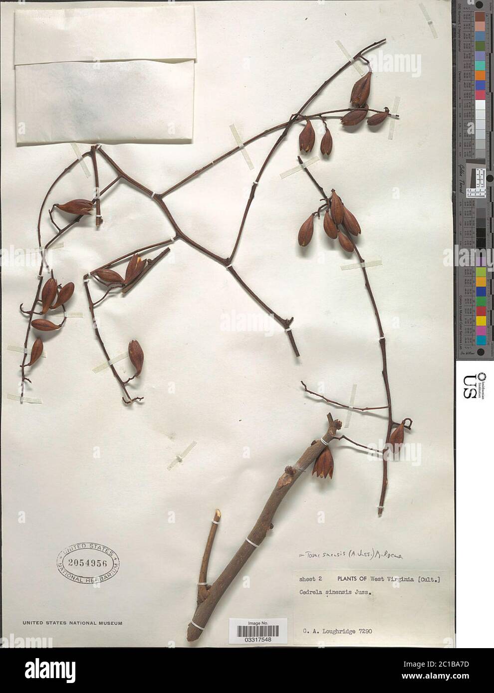 Toona sinensis A Juss M Roem Toona sinensis A Juss M Roem Stock Photo ...