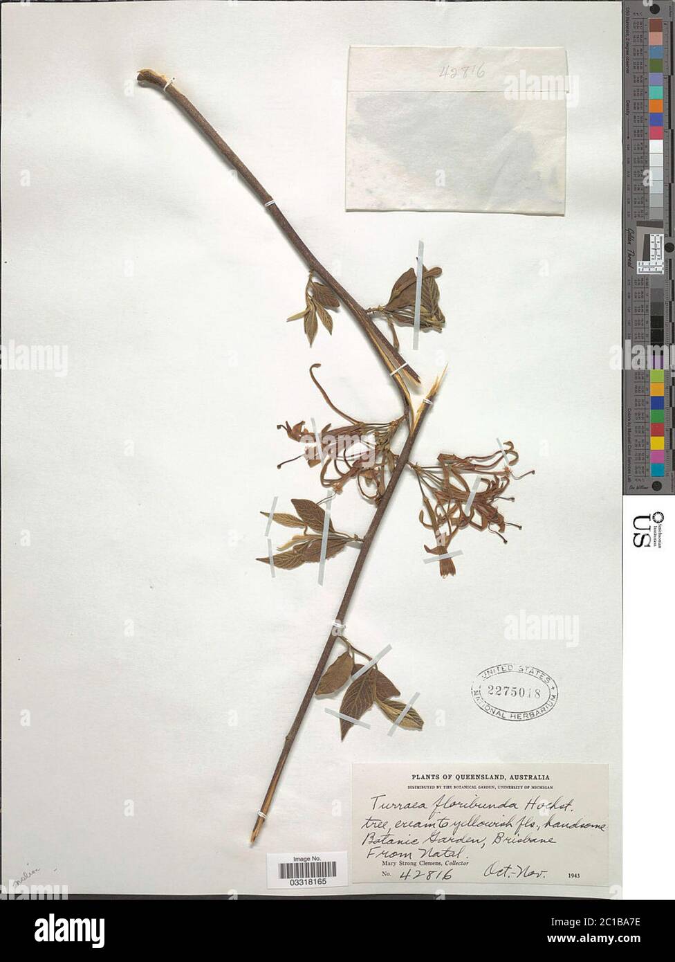 Turraea floribunda Turraea floribunda Stock Photo - Alamy