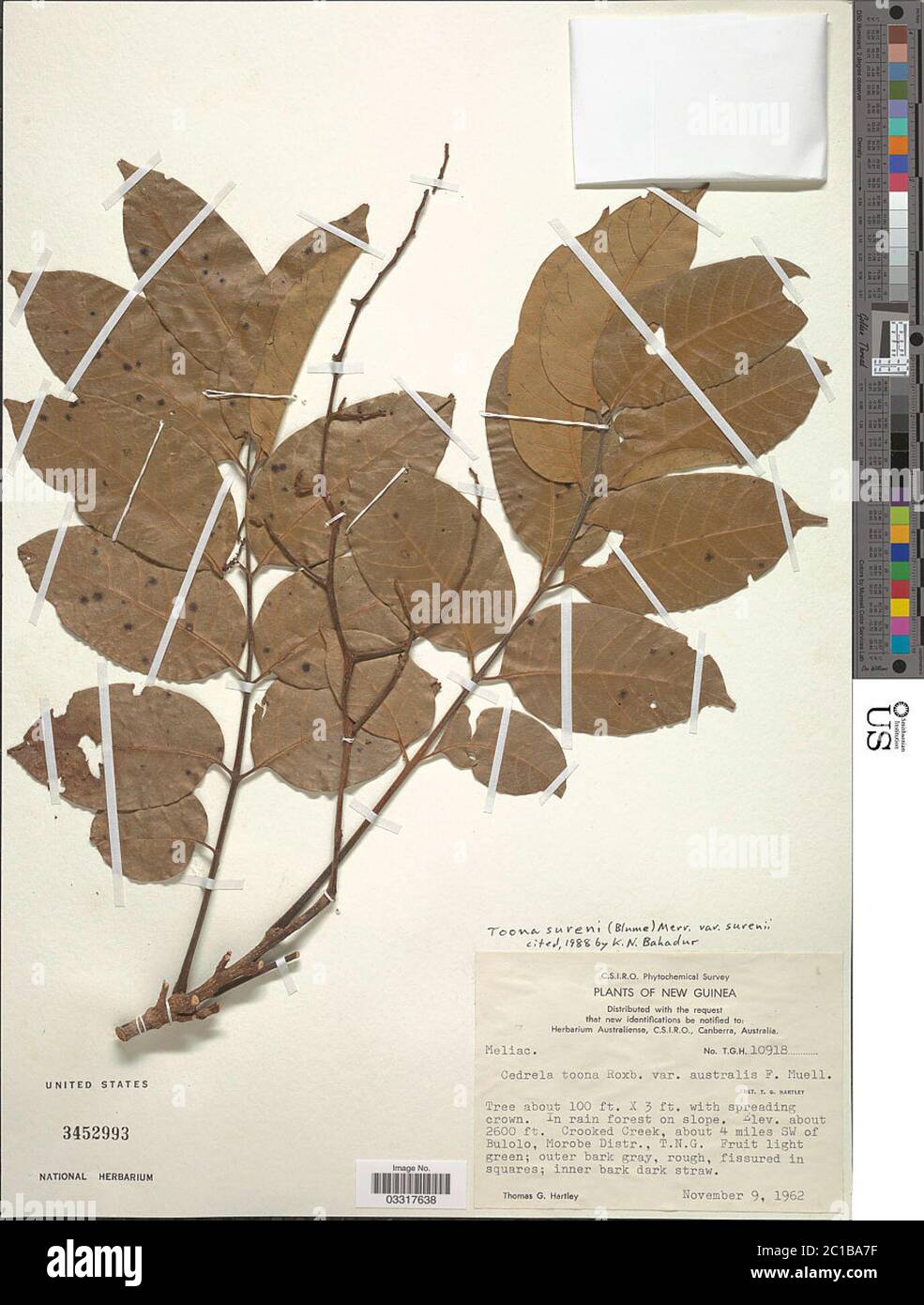 Toona sureni Toona sureni Stock Photo - Alamy