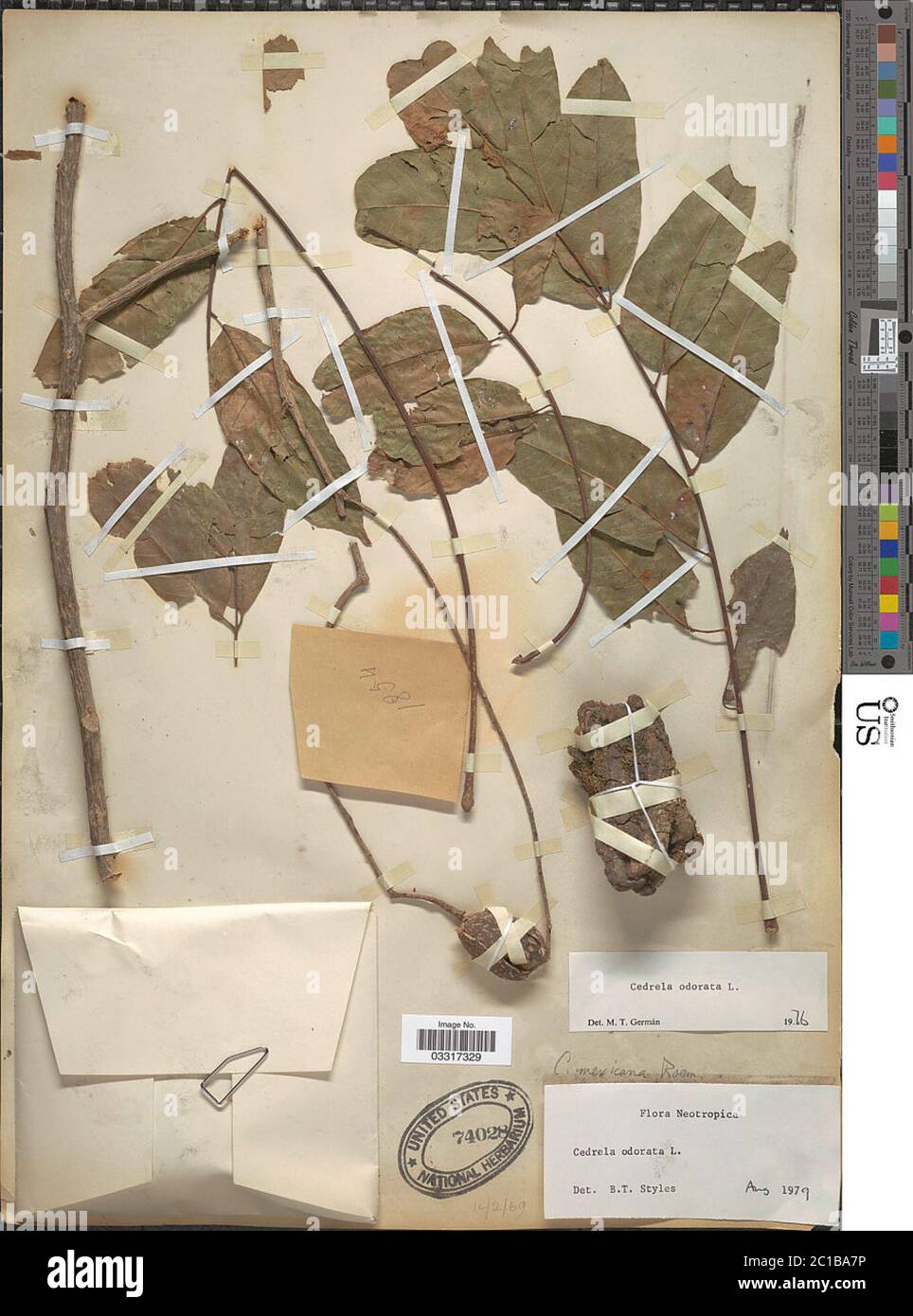Cedrela odorata L Cedrela odorata L Stock Photo - Alamy